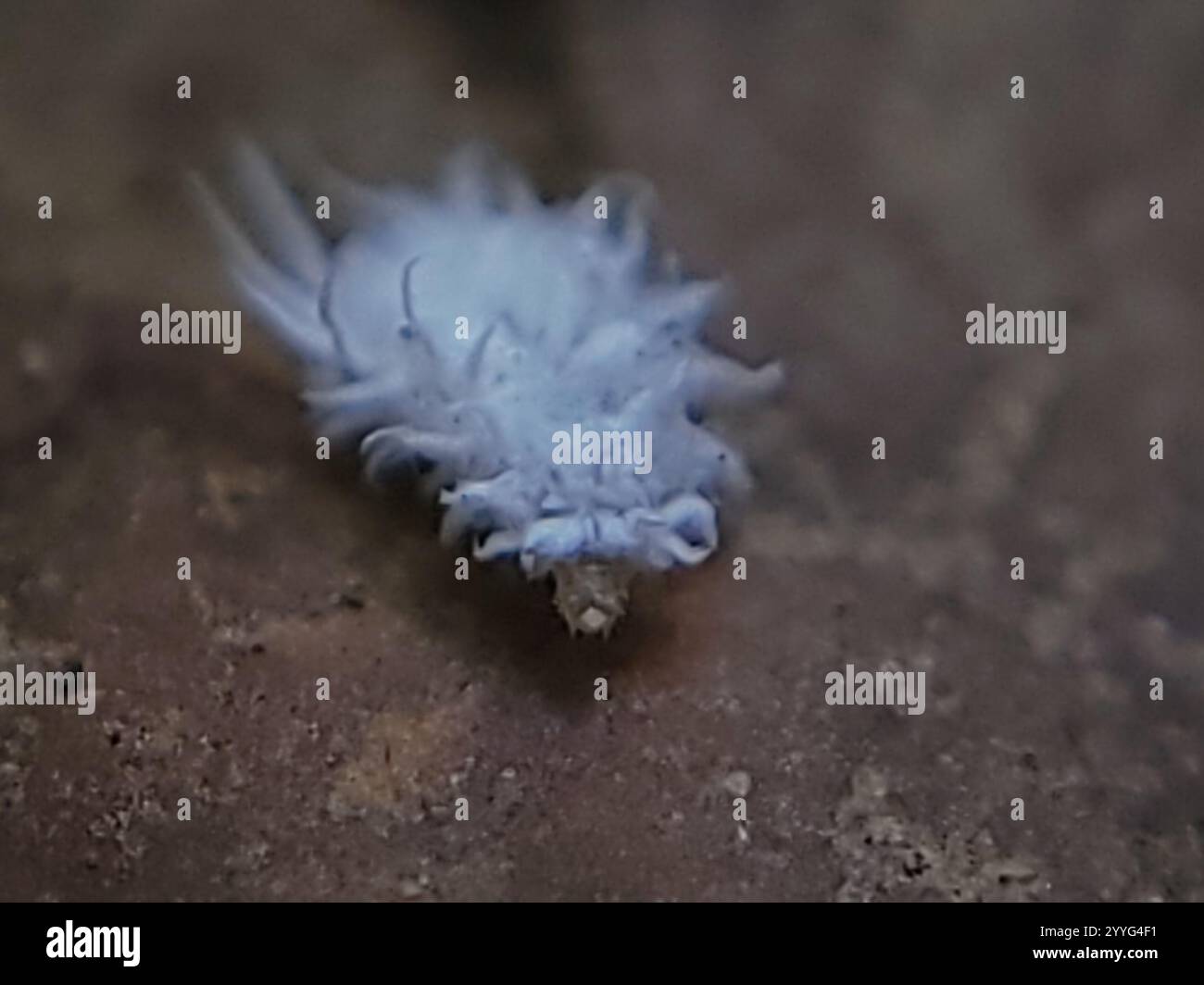 Mealybug Destroyer (Cryptolaemus montrouzieri Stock Photo - Alamy