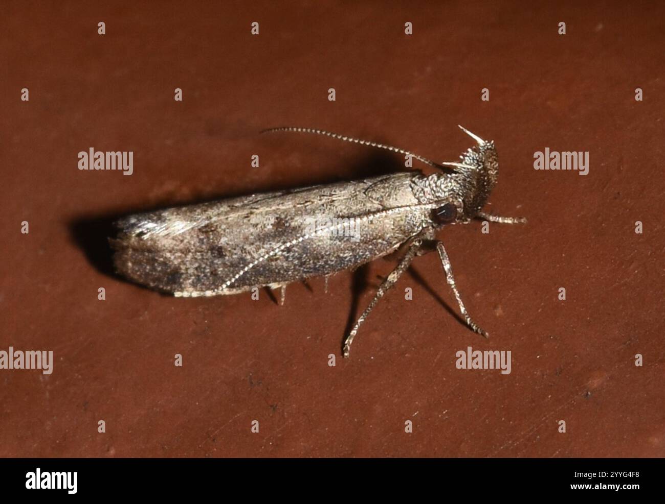 Inverse Dichomeris Moth (Dichomeris inversella Stock Photo - Alamy