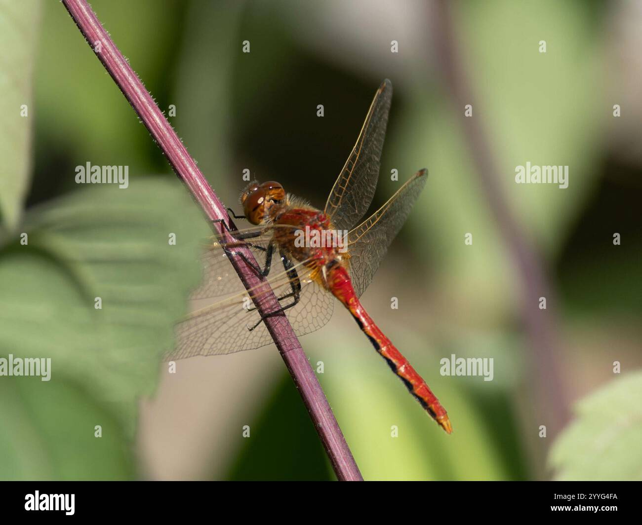 Cherry-faced Meadowhawk (Sympetrum internum Stock Photo - Alamy