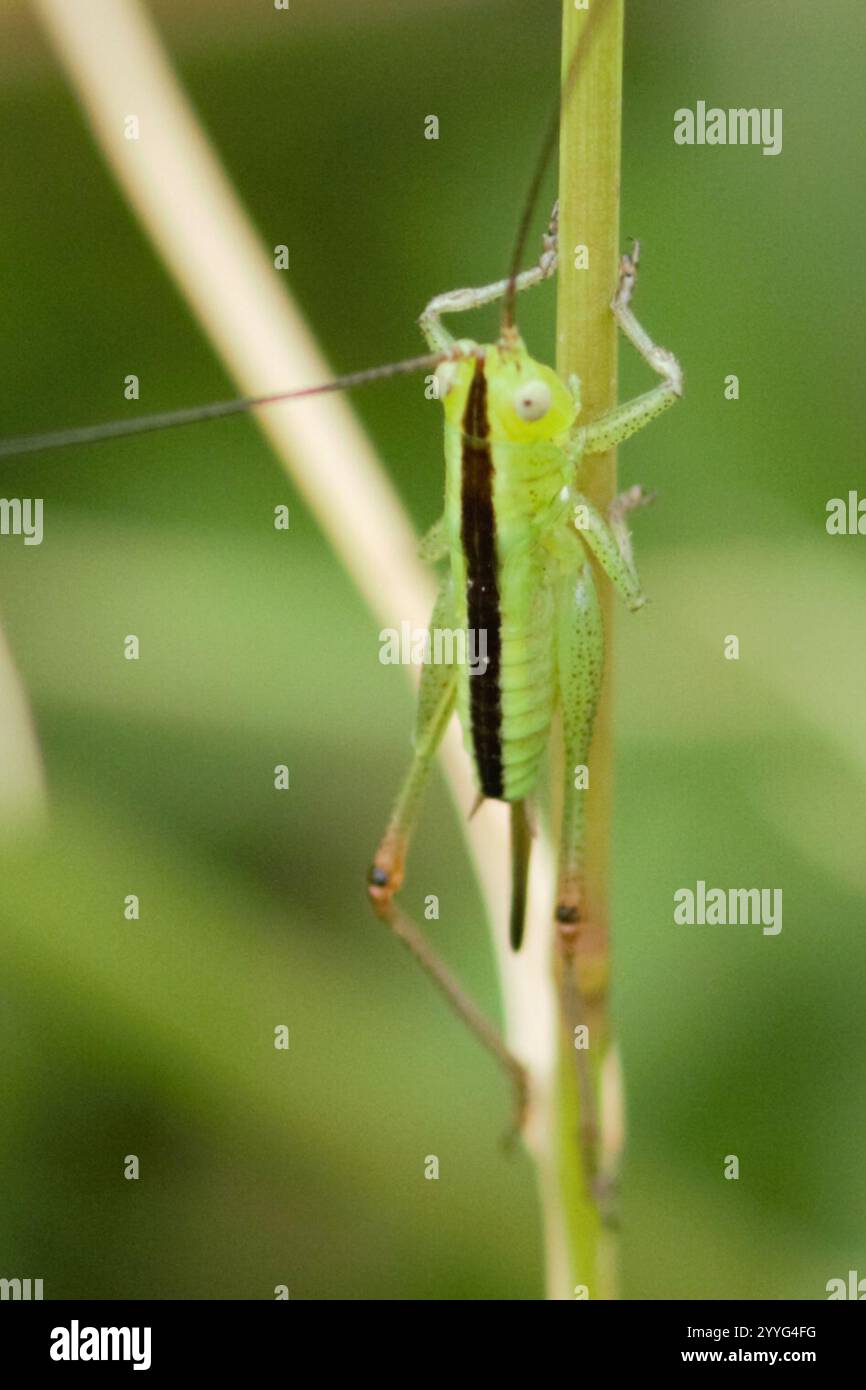Long-winged Conehead (Conocephalus fuscus Stock Photo - Alamy