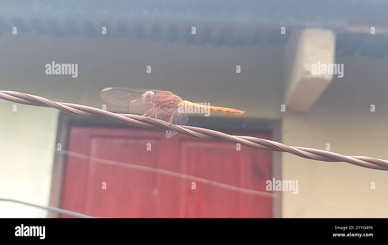 Red-tailed Skimmer (Orthemis schmidti Stock Photo - Alamy