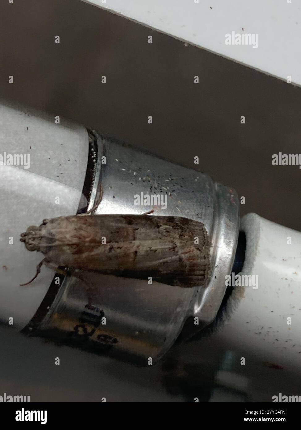 Dotted Oak Knot-horn (Phycita roborella Stock Photo - Alamy