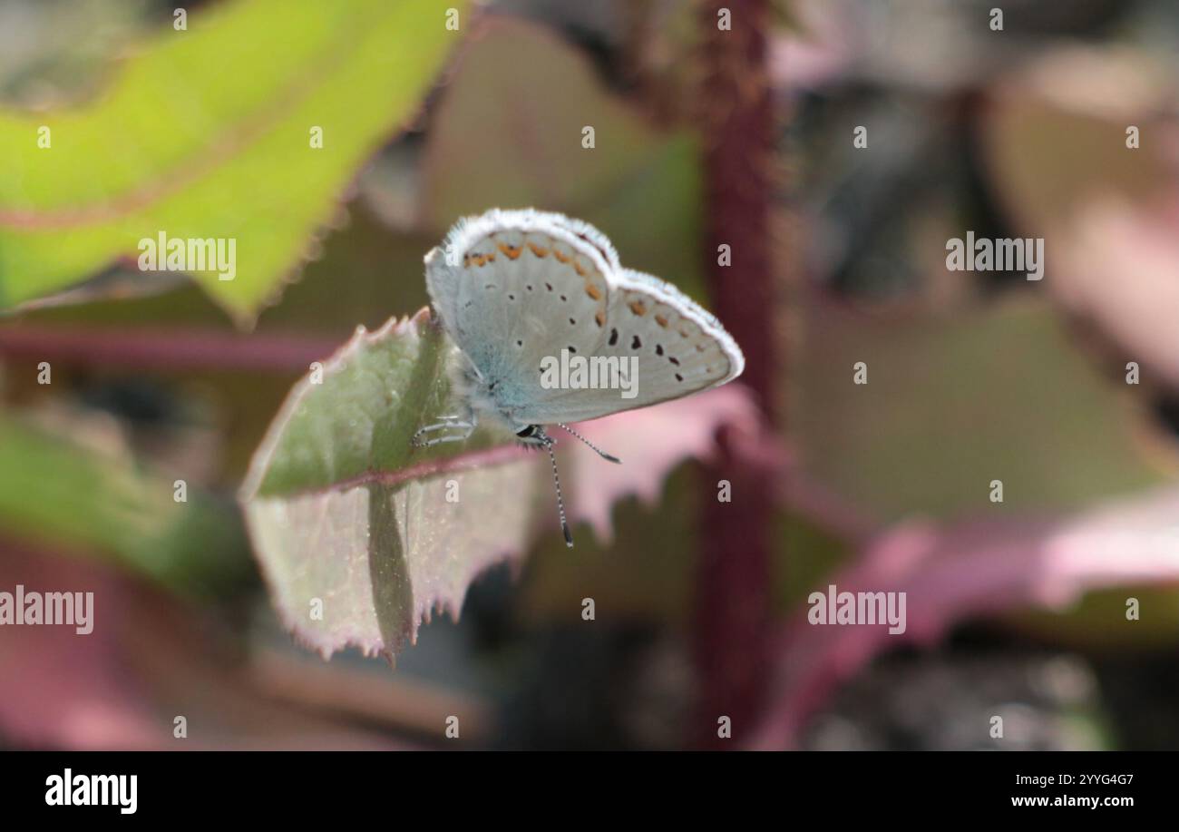 Anna's Blue (Plebejus anna Stock Photo - Alamy