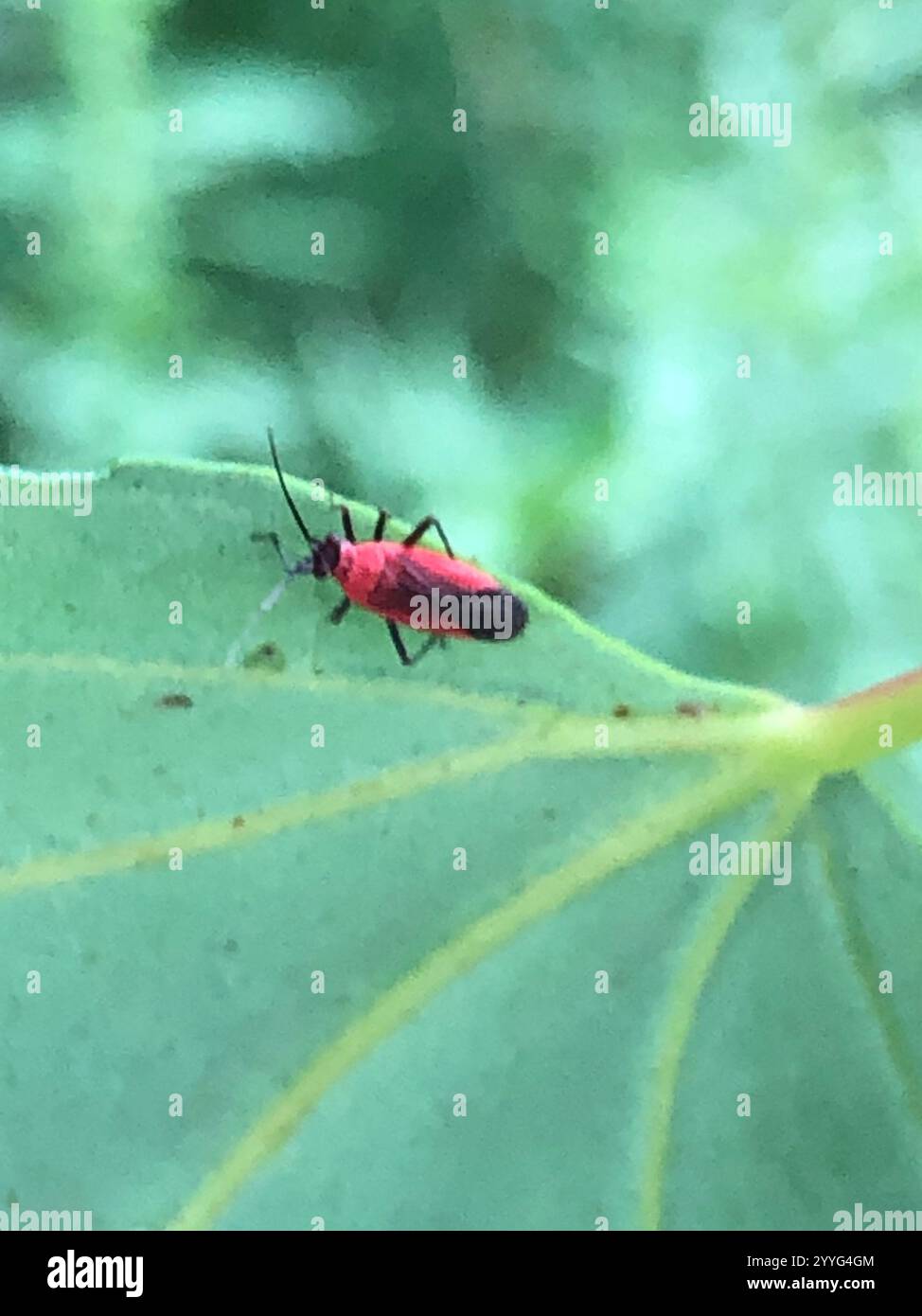 Scarlet Plant Bugs (Lopidea Stock Photo - Alamy