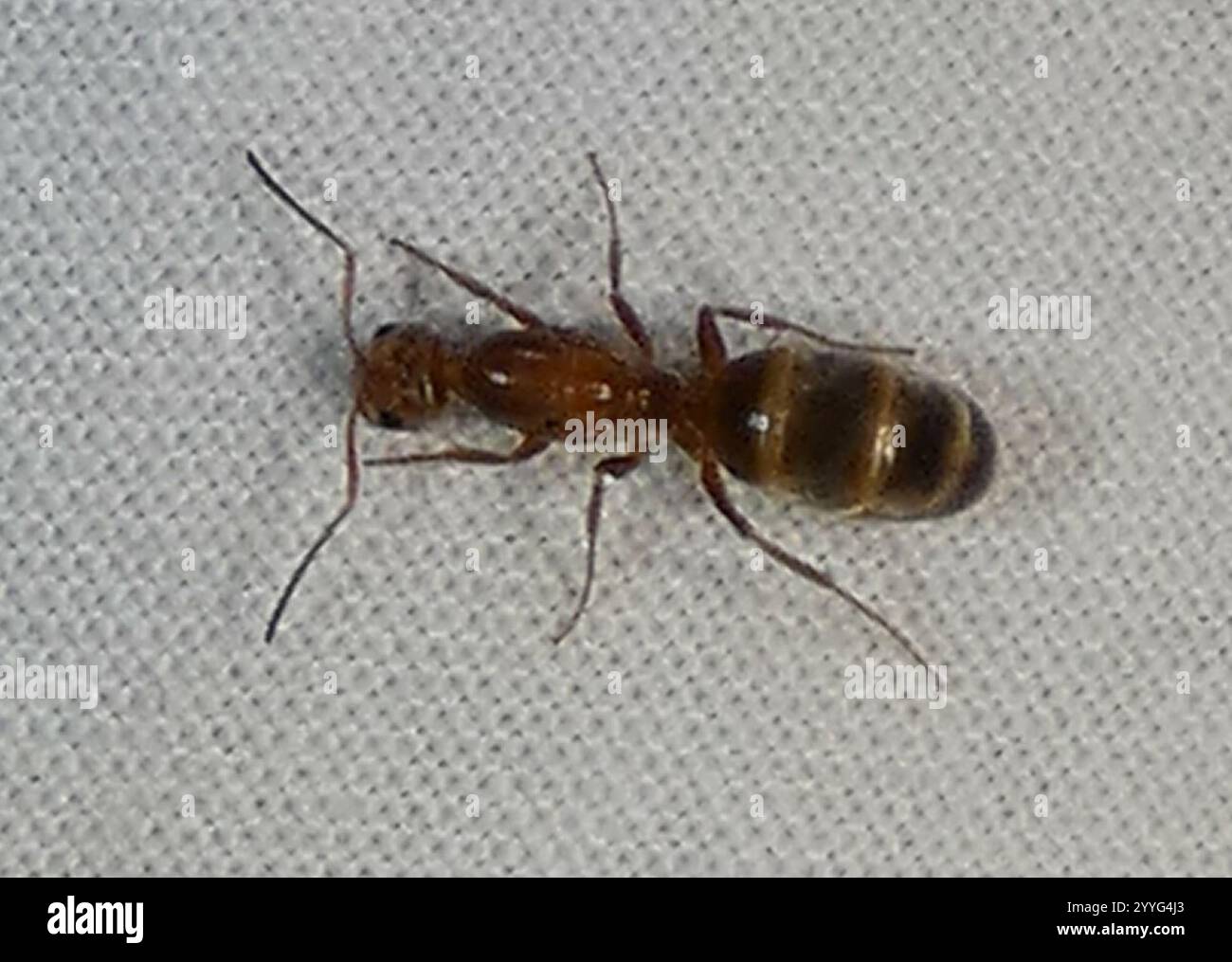 Buren's Pyramid Ant (Dorymyrmex bureni Stock Photo - Alamy
