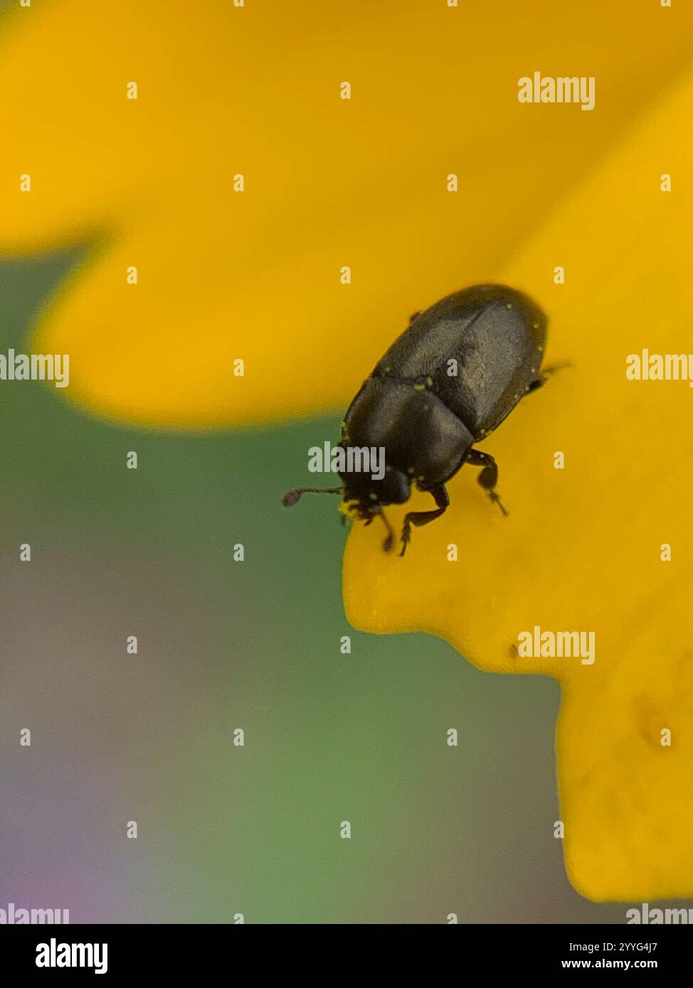 Common Pollen Beetle (Brassicogethes aeneus Stock Photo - Alamy