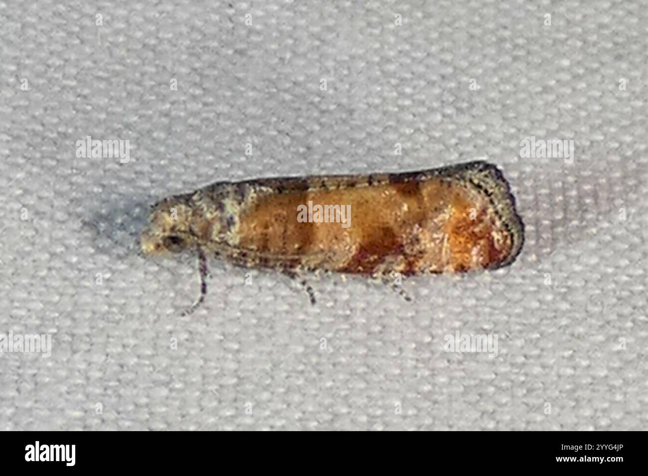 Rhyacionia hi-res stock photography and images - Alamy