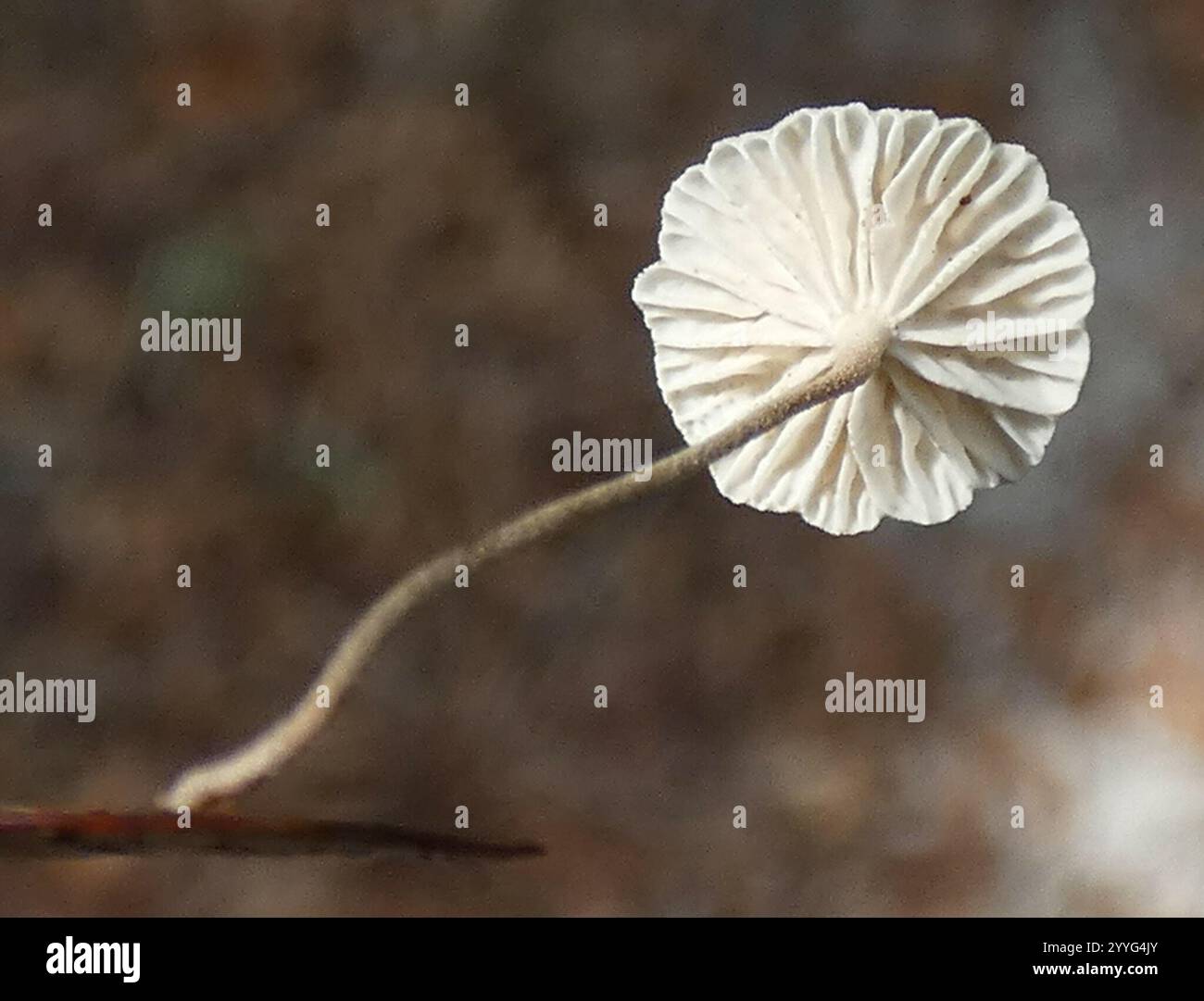 Oak-leaf Pinwheel (Collybiopsis quercophila Stock Photo - Alamy