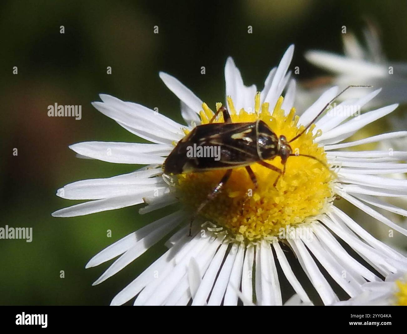 North American Tarnished Plant Bug (Lygus lineolaris Stock Photo - Alamy
