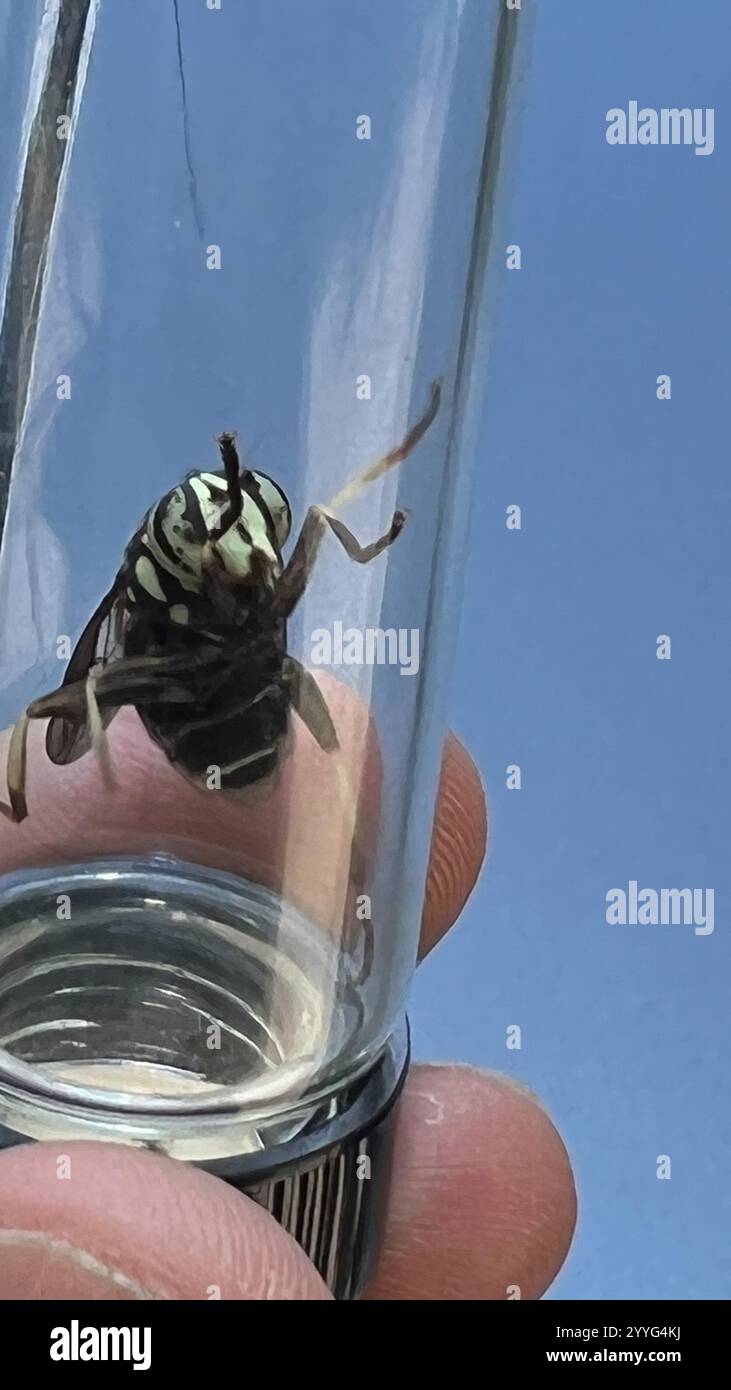 Bald-faced Hornet Fly (Spilomyia fusca Stock Photo - Alamy