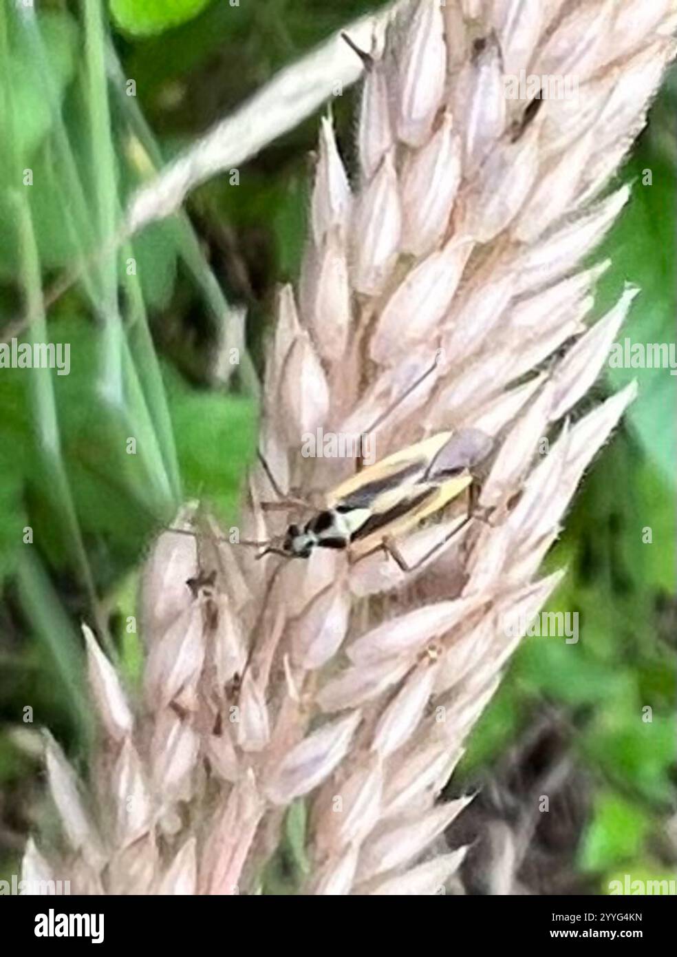 Two-spotted Grass Bug (Stenotus binotatus Stock Photo - Alamy