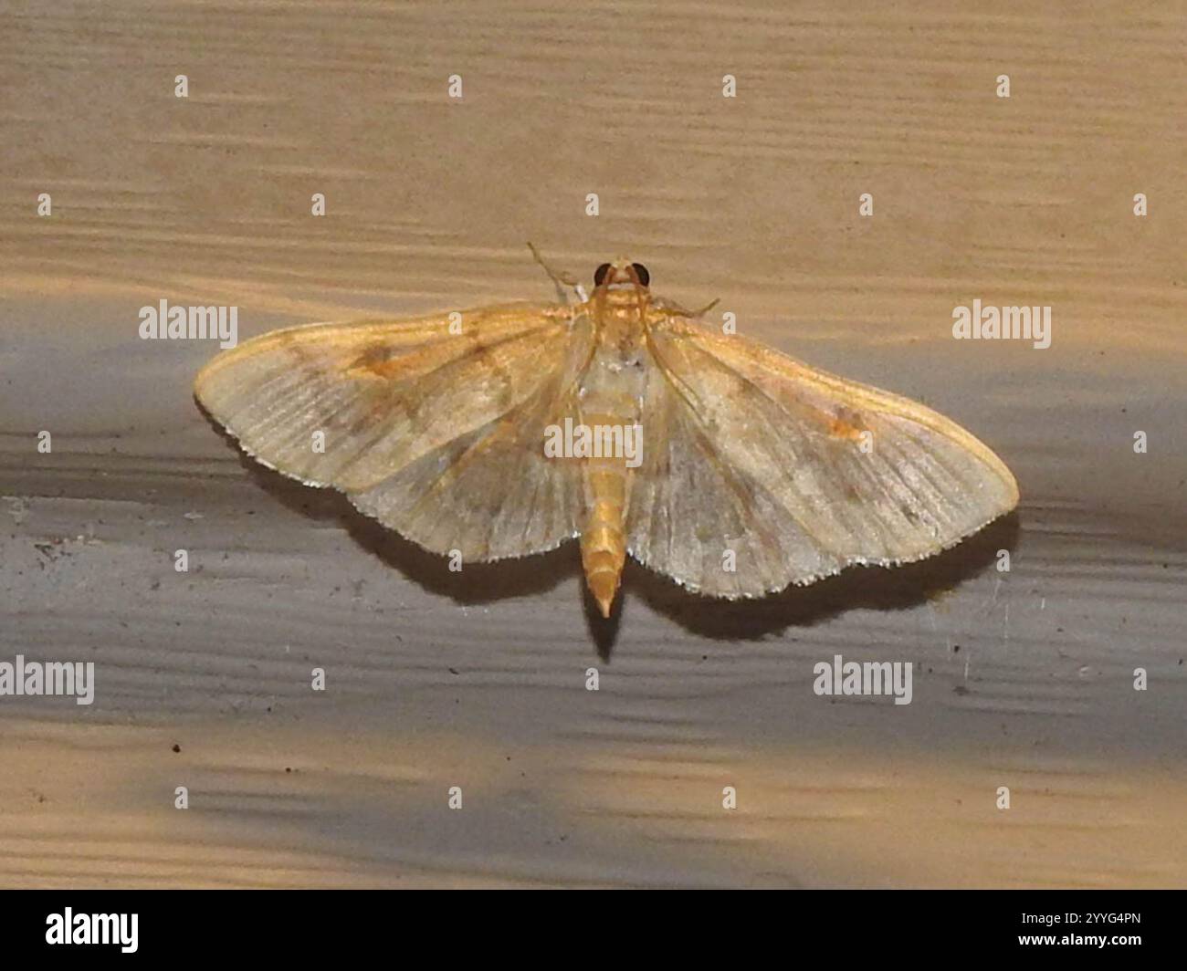 Serpentine Webworm Moth (Herpetogramma aeglealis Stock Photo - Alamy