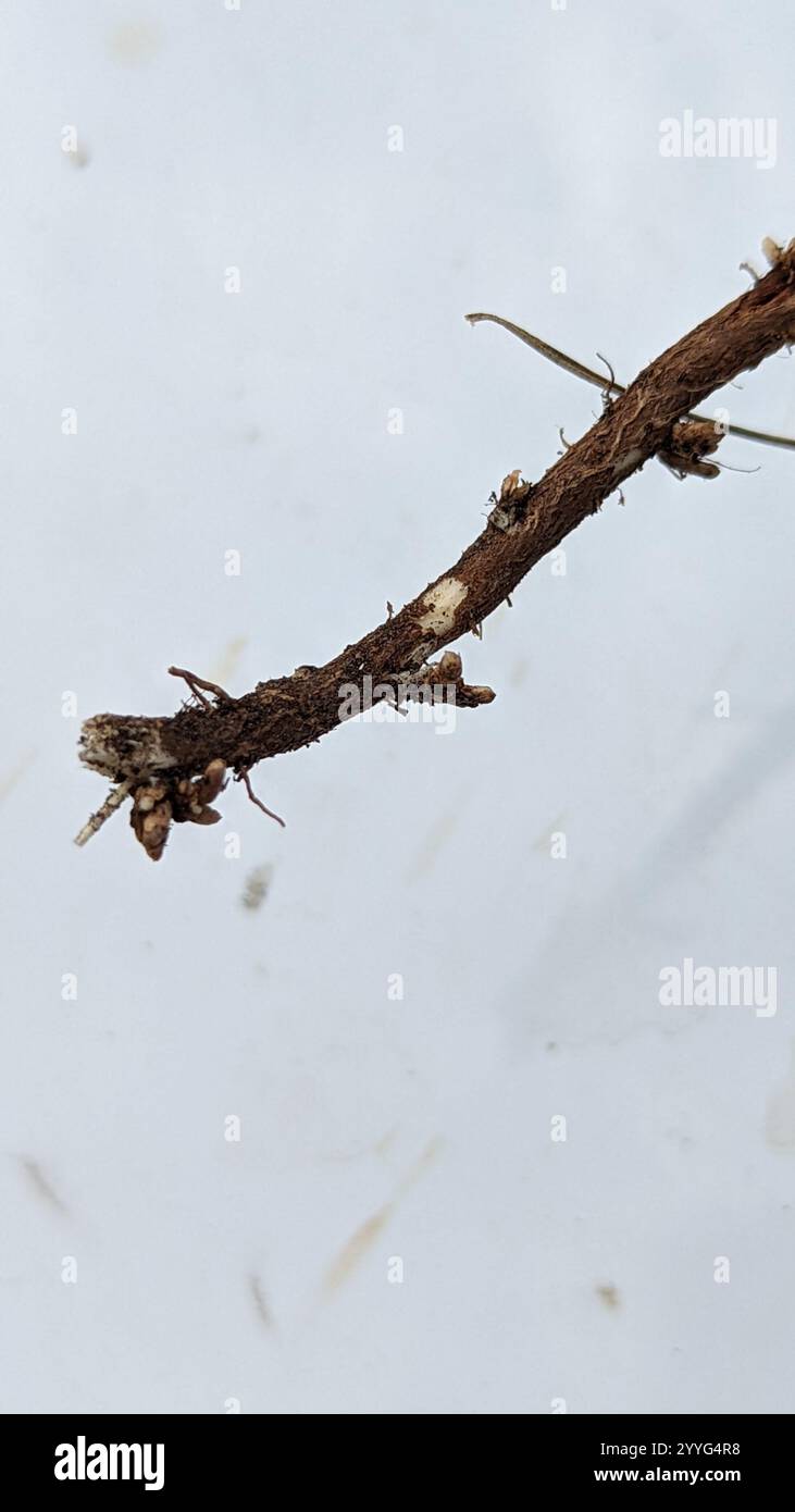Rhizobium hi-res stock photography and images - Alamy