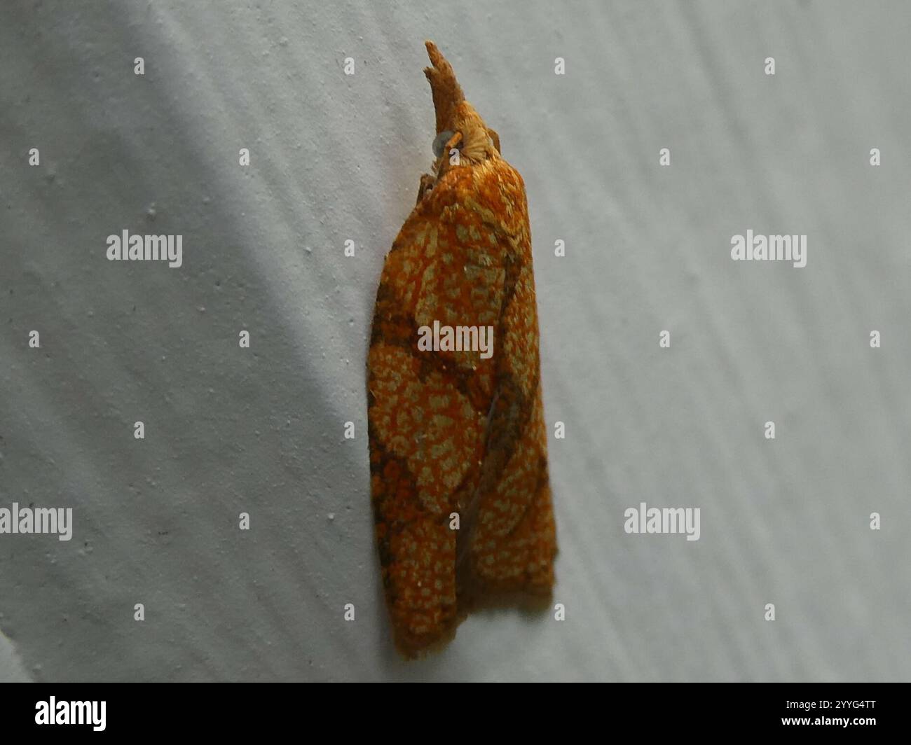 Reticulated Fruitworm Moth (Cenopis reticulatana Stock Photo - Alamy