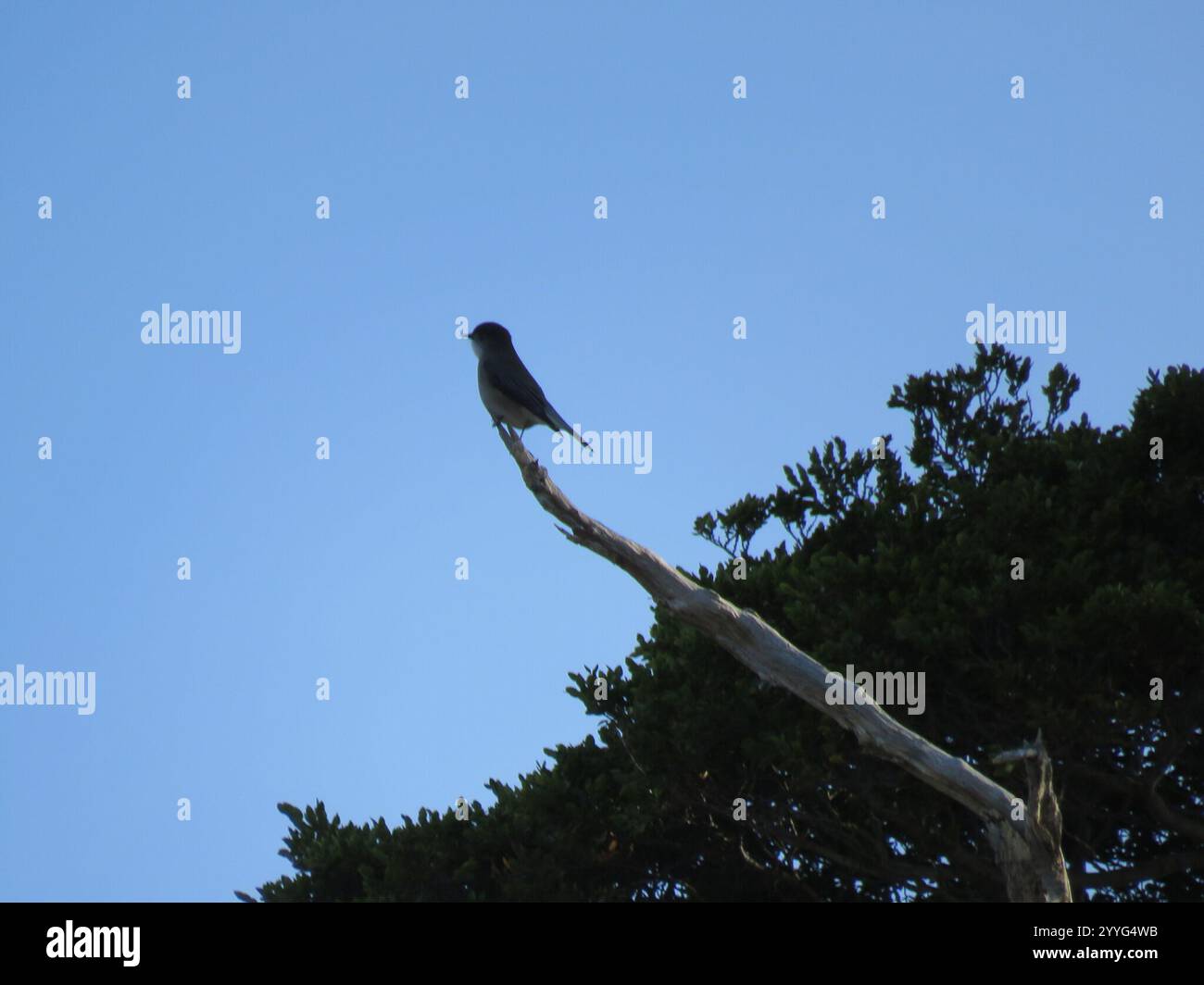 Fire-eyed Diucon (Pyrope pyrope Stock Photo - Alamy