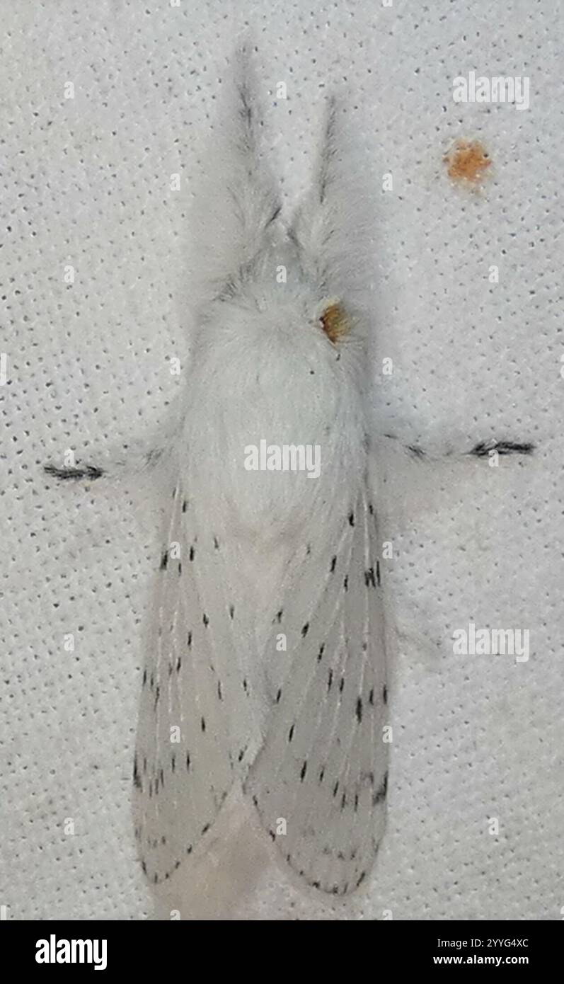 Dot-lined White (Artace cribrarius Stock Photo - Alamy