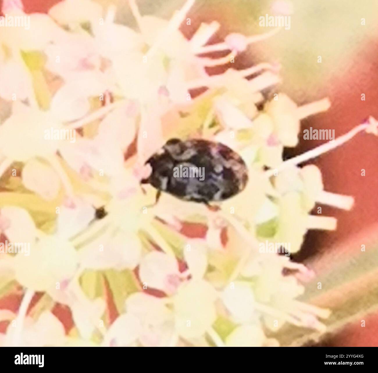 Museum Beetle (Anthrenus museorum Stock Photo - Alamy