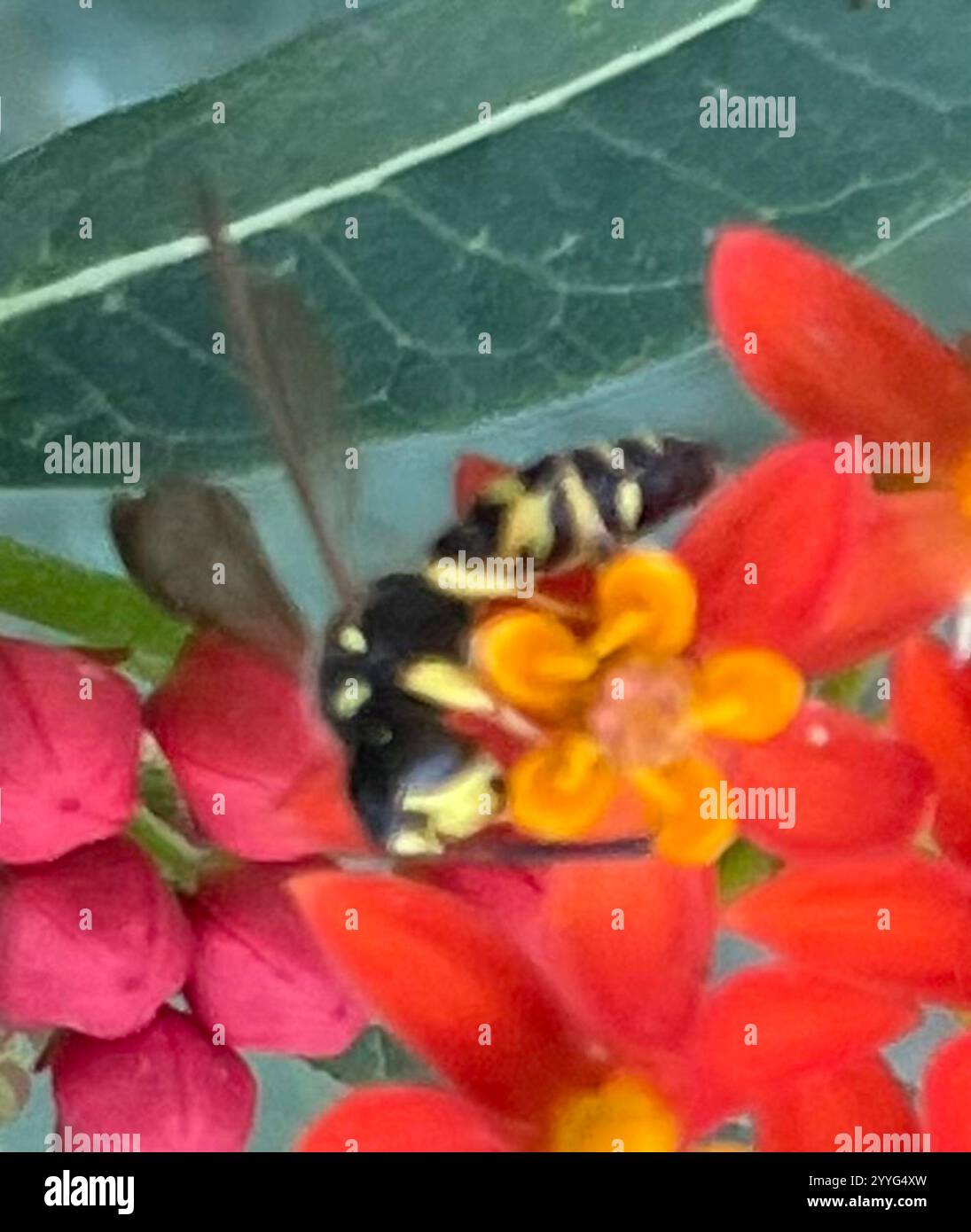 Square-headed Wasps, Sand Wasps, and Allies (Crabronidae Stock Photo ...