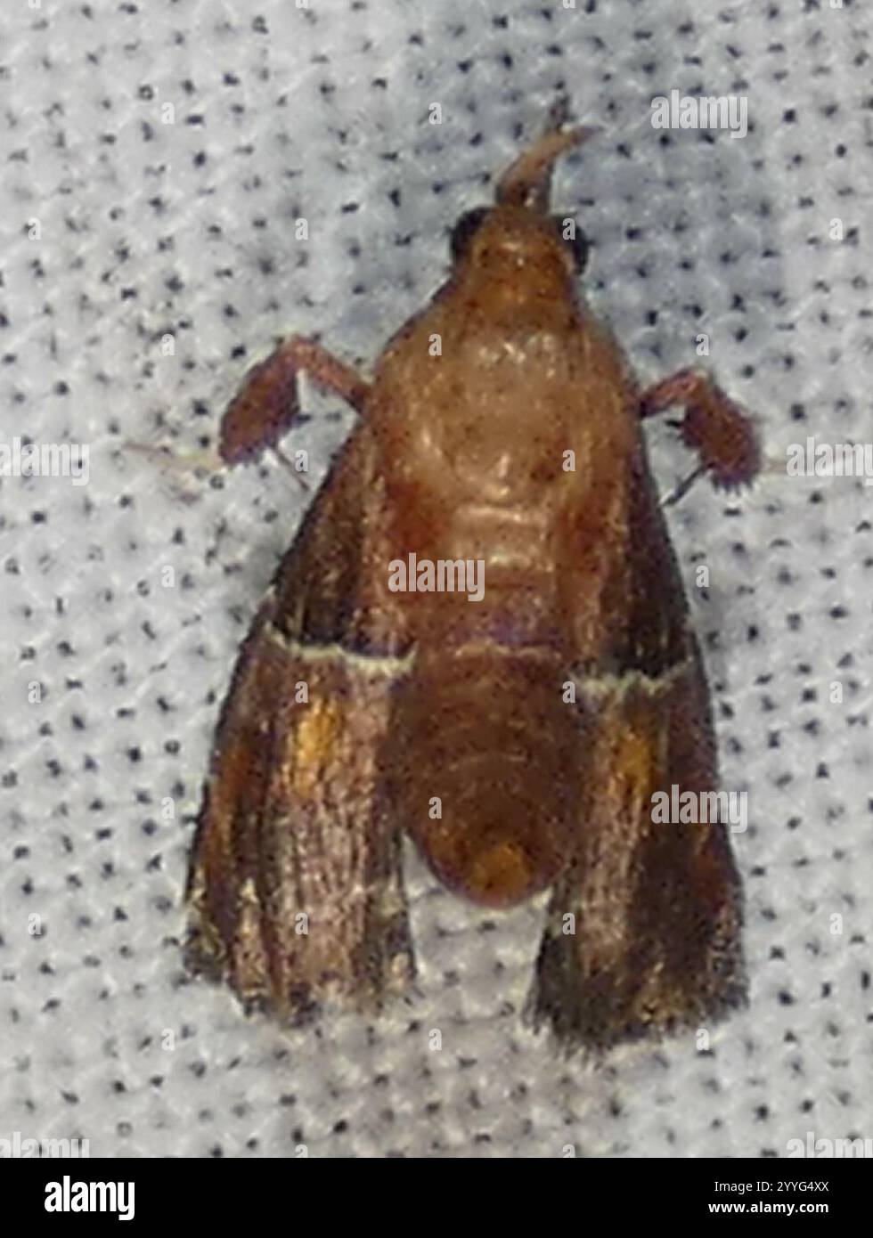 Long-snouted Penthesilea Moth (Penthesilea sacculalis Stock Photo - Alamy