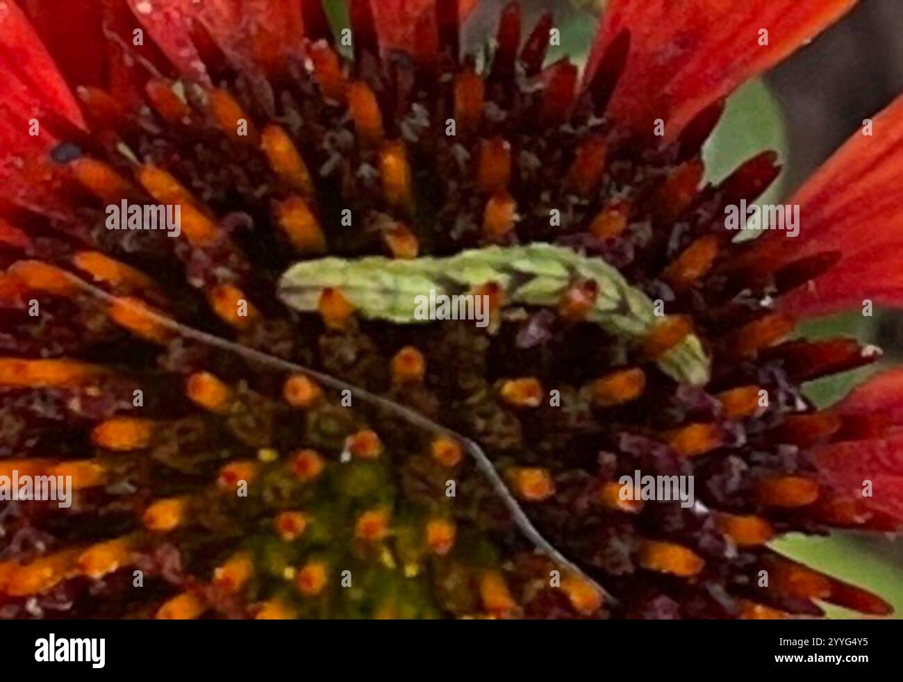 Common Eupithecia Moth (Eupithecia miserulata Stock Photo - Alamy