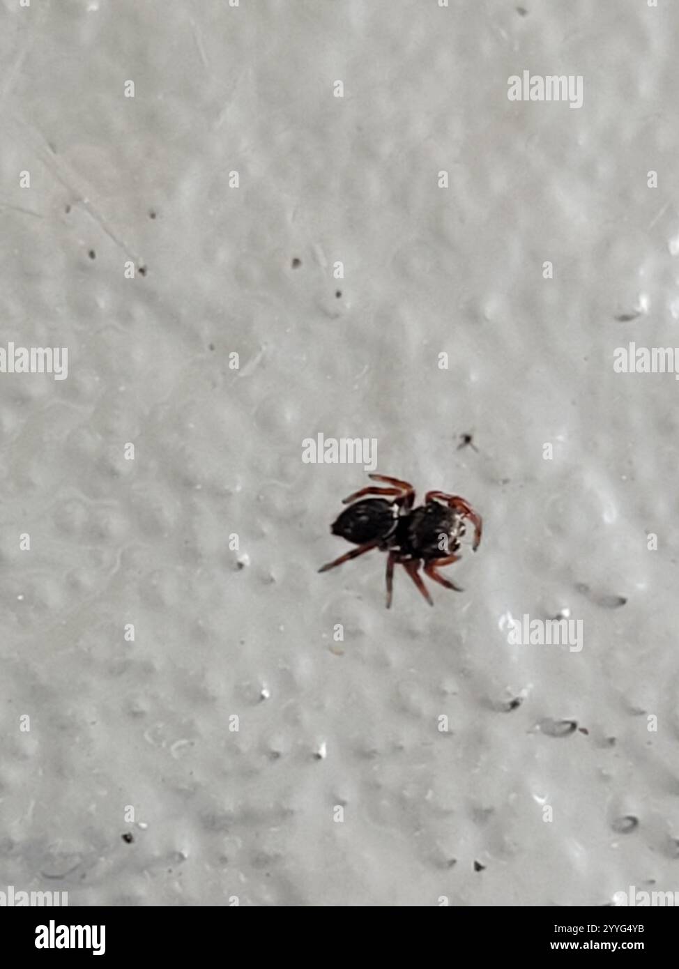 Typical Jumping Spiders (Salticinae Stock Photo - Alamy