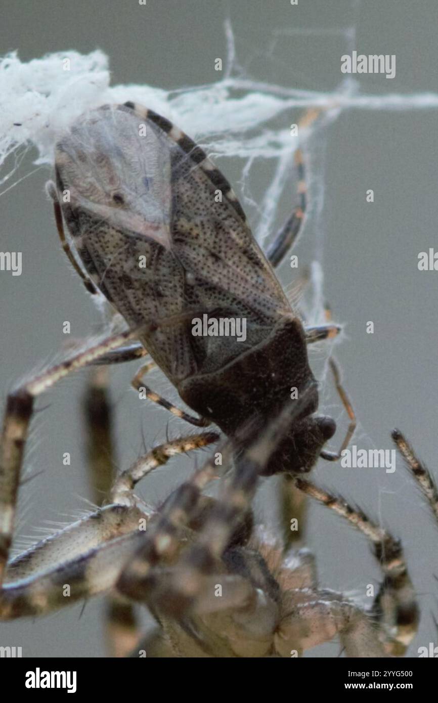 Nettle ground bug (Heterogaster urticae Stock Photo - Alamy