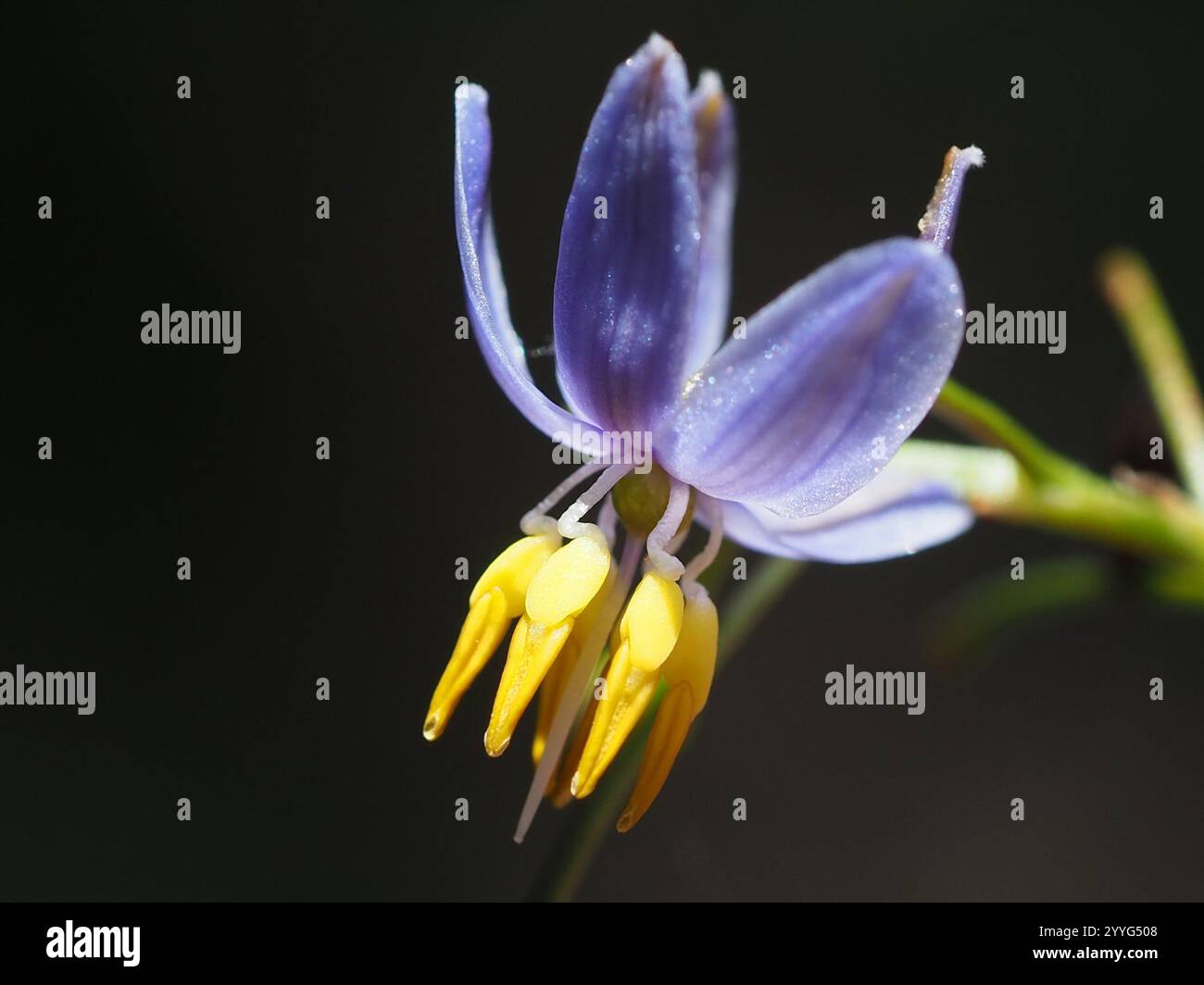 cerulean flax-lily (Dianella ensifolia Stock Photo - Alamy