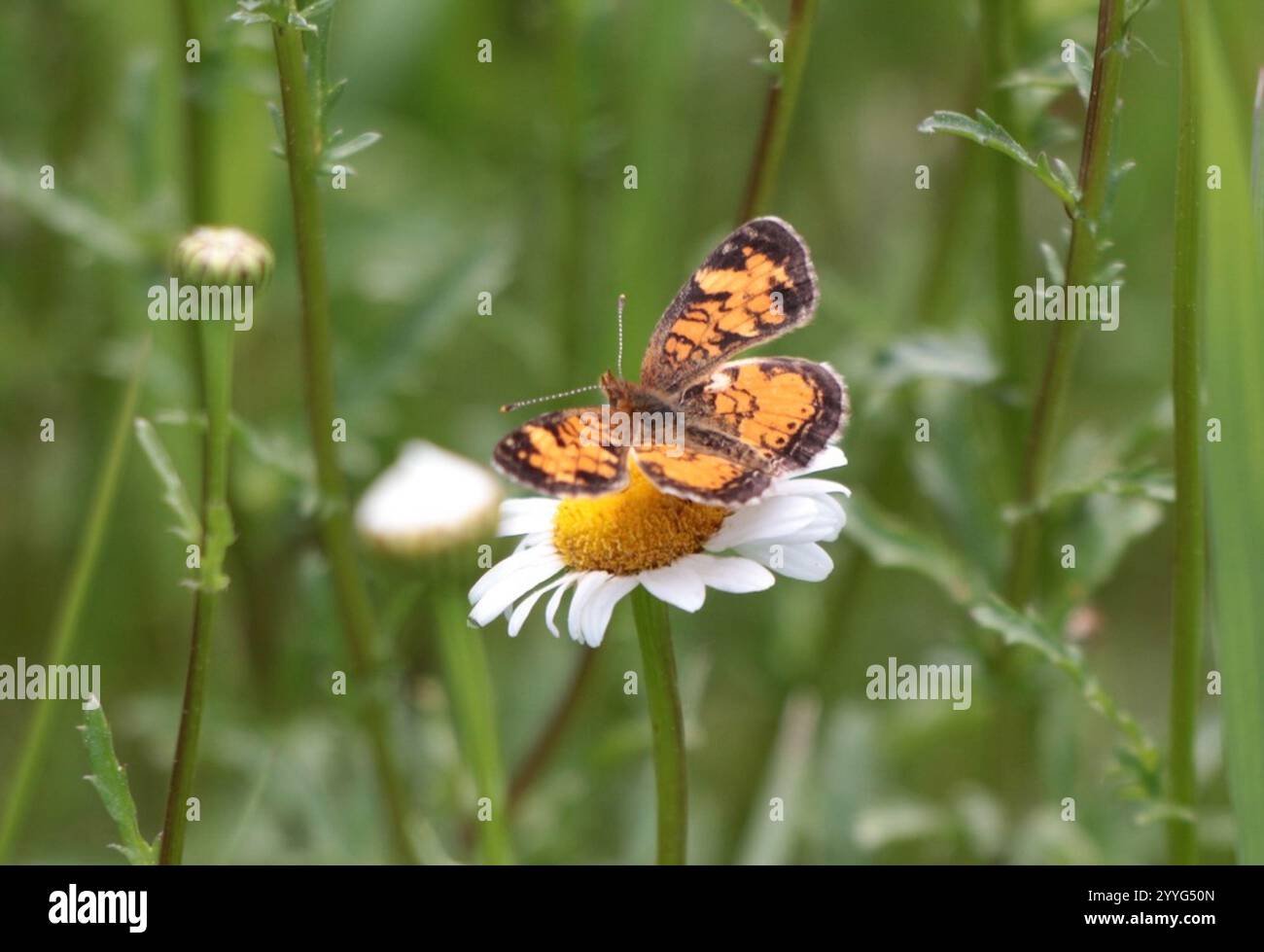 Northern Crescent (Phyciodes cocyta Stock Photo - Alamy
