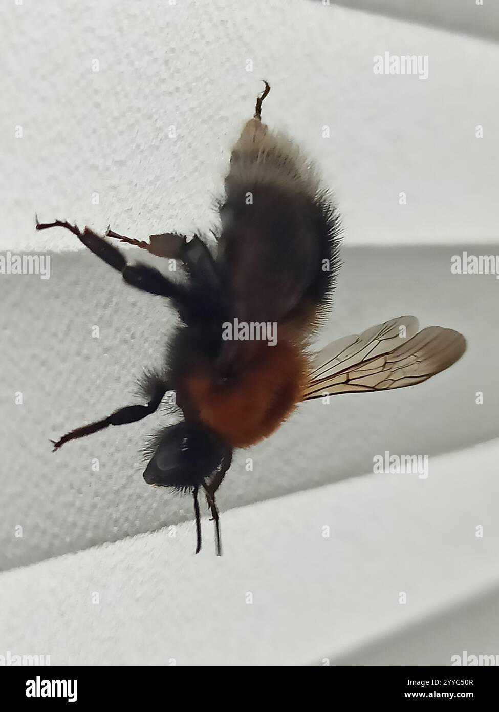 Tree Bumble Bee (Bombus hypnorum Stock Photo - Alamy