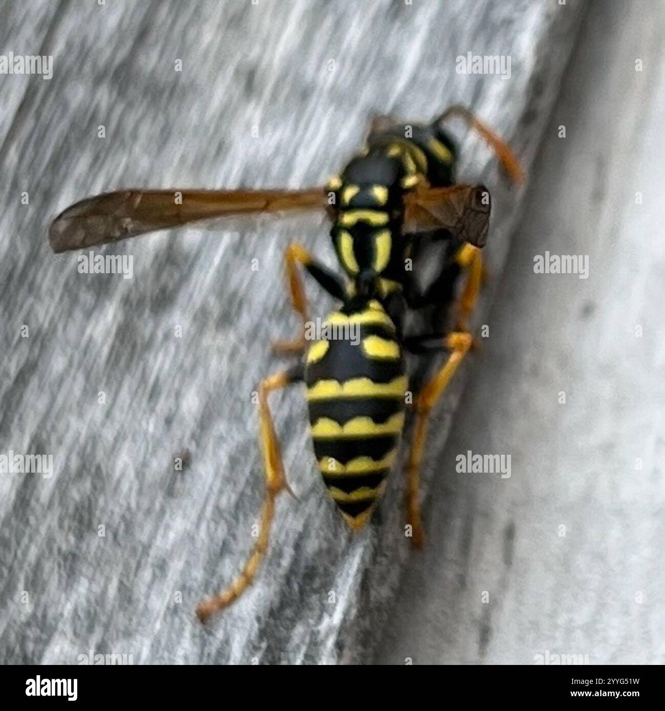 European Paper Wasp (Polistes dominula Stock Photo - Alamy