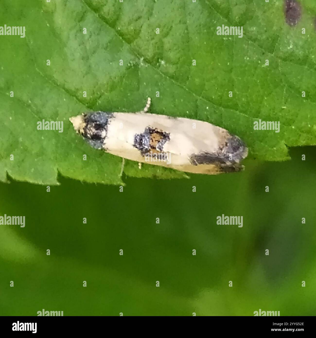 Little Conch (Neocochylis dubitana Stock Photo - Alamy