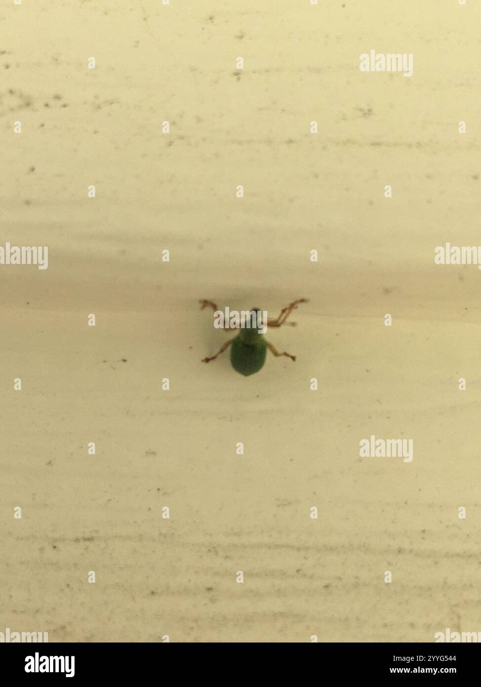 Green Immigrant Leaf Weevil (Polydrusus formosus Stock Photo - Alamy