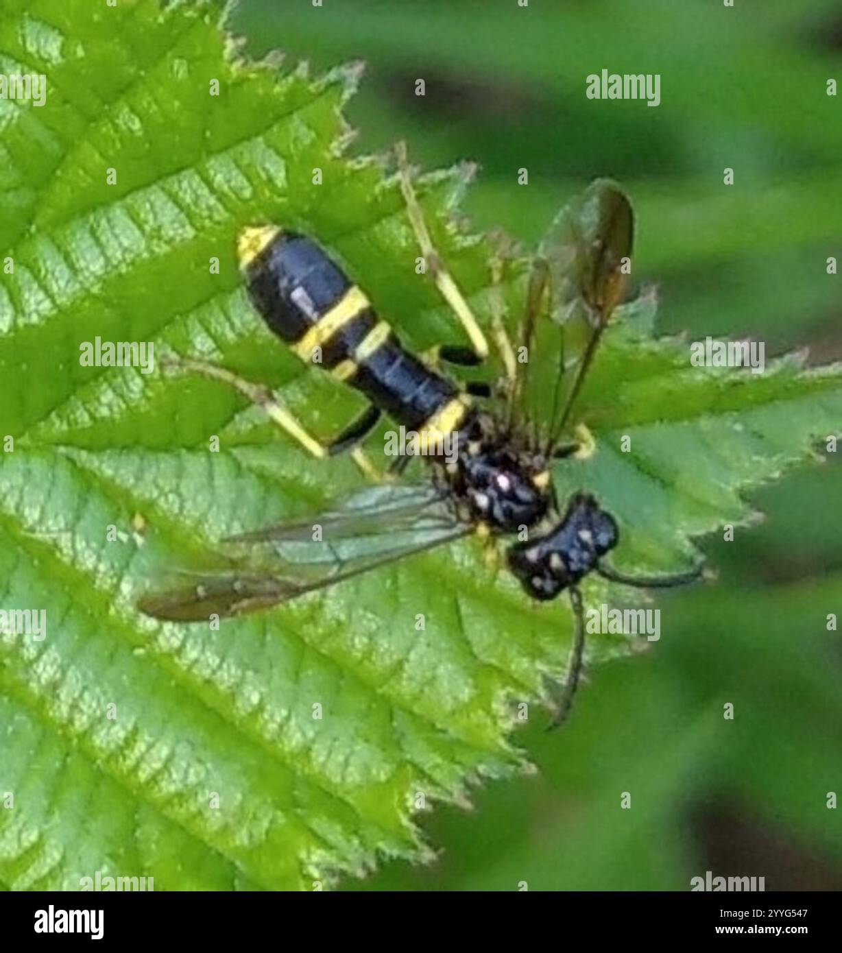 Allantus hi-res stock photography and images - Alamy