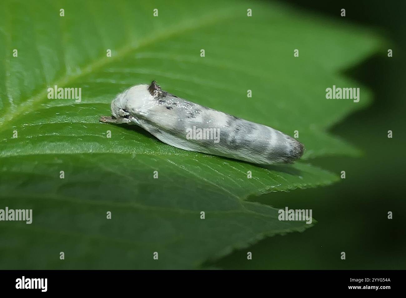Schlaeger's Fruitworm Moth (Antaeotricha schlaegeri Stock Photo - Alamy