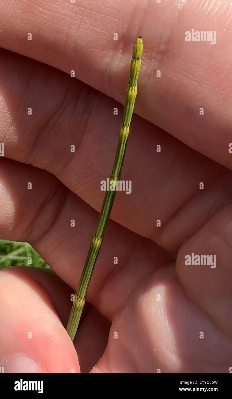 water horsetail (Equisetum fluviatile Stock Photo - Alamy