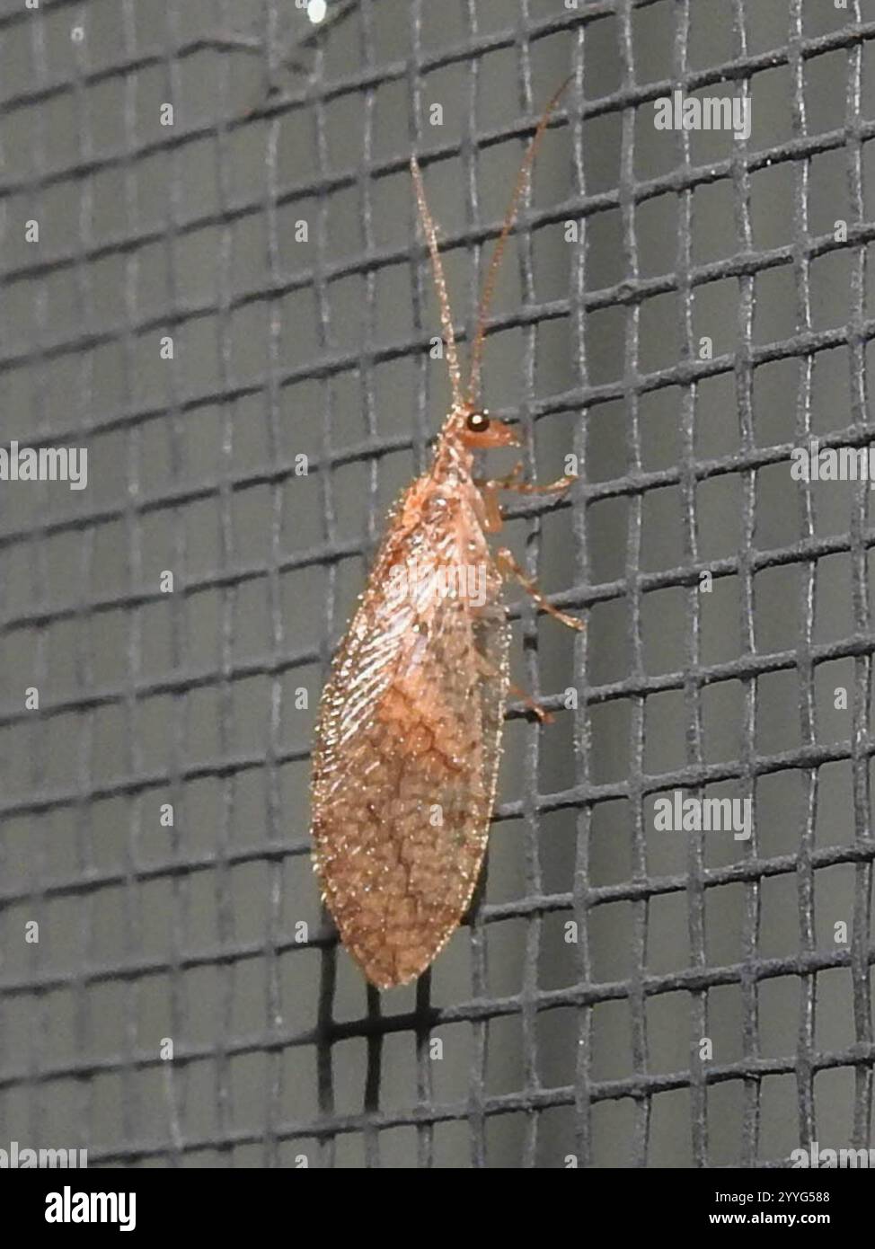 Posterior Brown Lacewing (Micromus posticus Stock Photo - Alamy