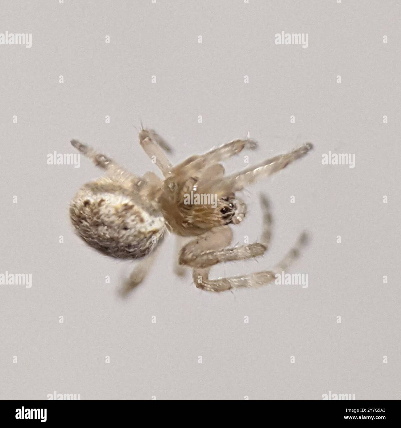 Furrow Spiders (Larinioides Stock Photo - Alamy