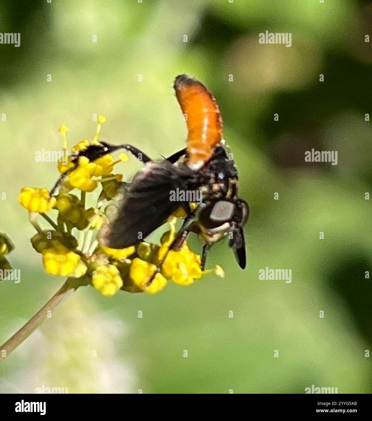 Swift Feather-legged Fly (Trichopoda pennipes Stock Photo - Alamy