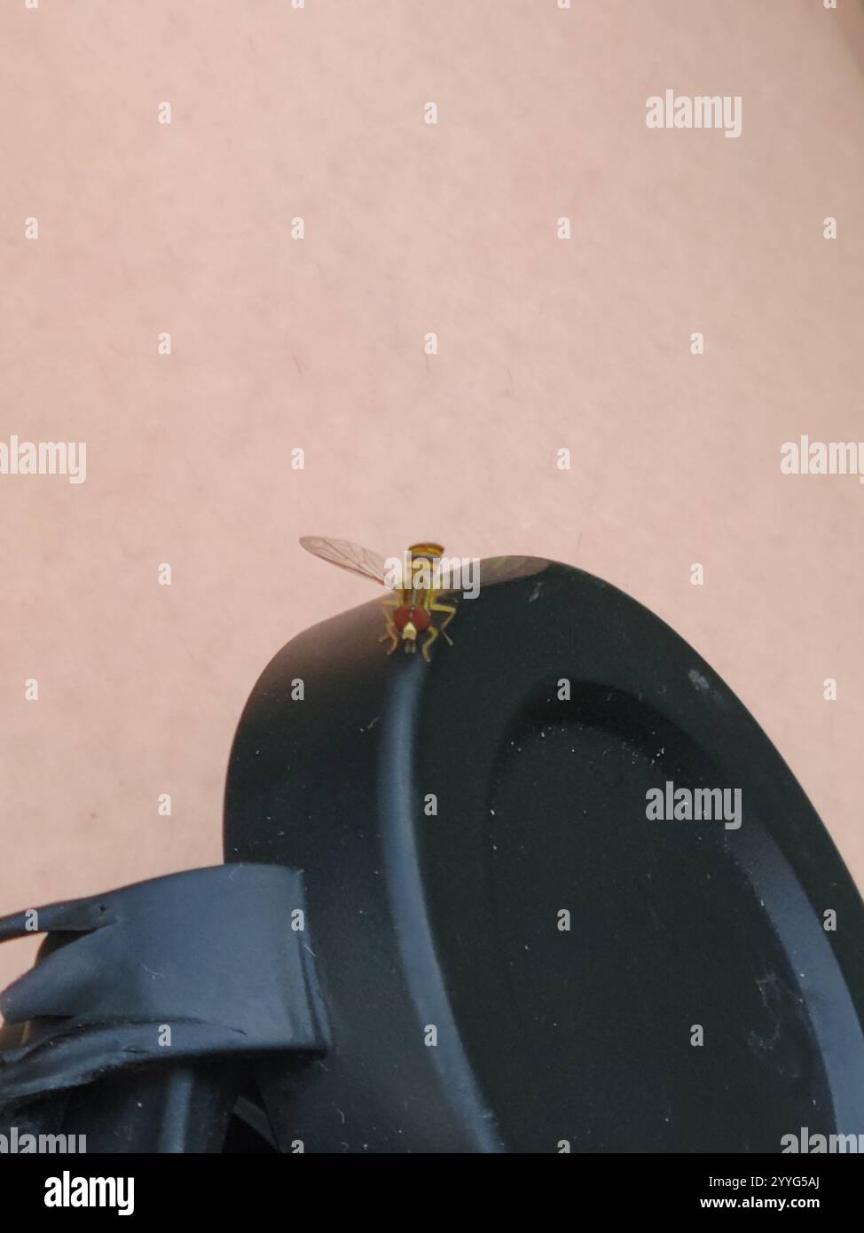 Maize Calligrapher (Toxomerus politus Stock Photo - Alamy