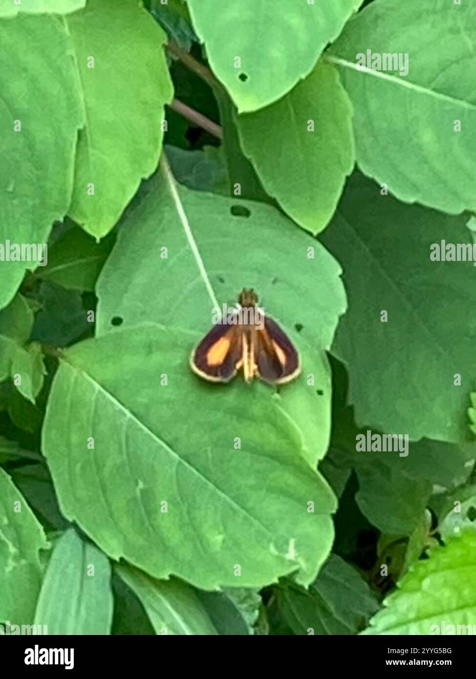 Least Skipper (Ancyloxypha numitor Stock Photo - Alamy