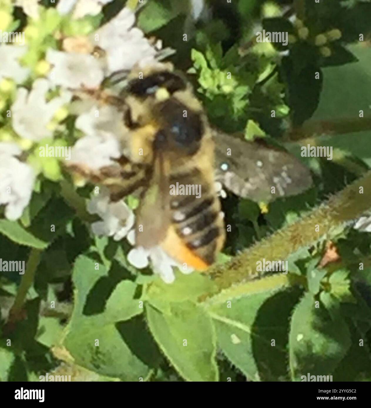 Megachile perihirta hi-res stock photography and images - Alamy