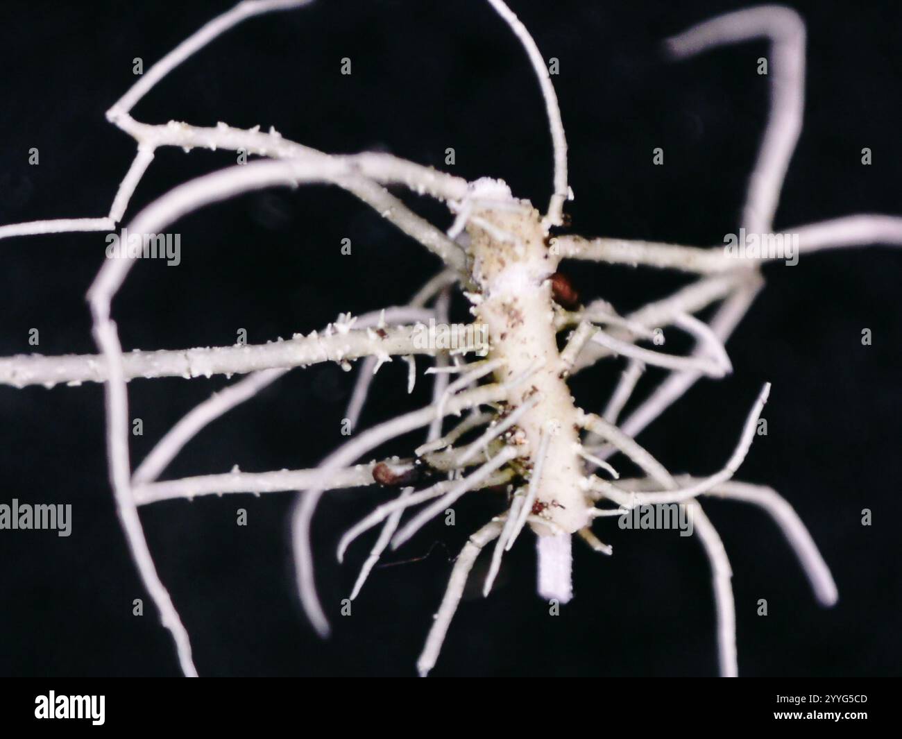 Fishbone beard lichen hi-res stock photography and images - Alamy
