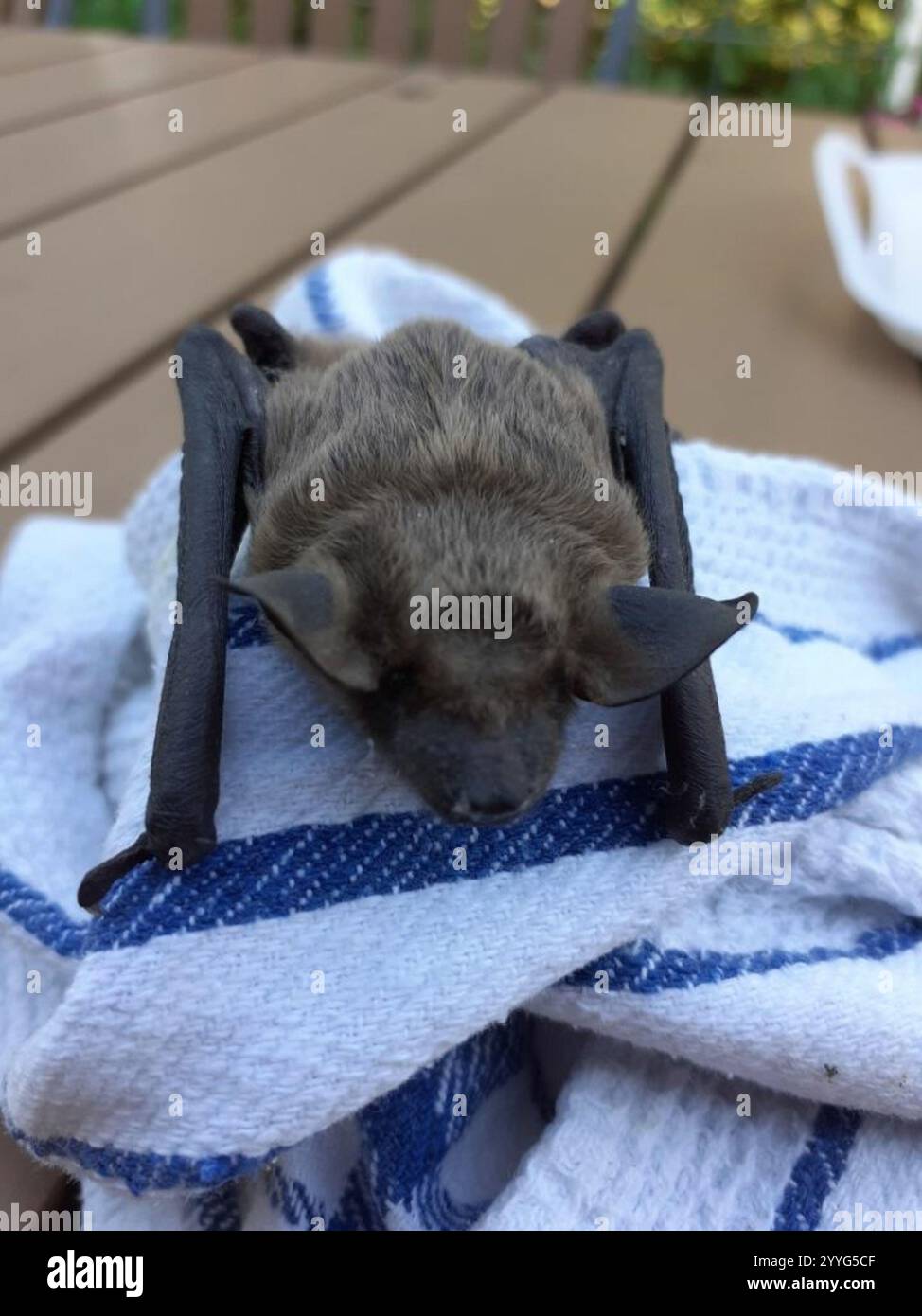 Serotine bat eptesicus serotinus hi-res stock photography and images ...