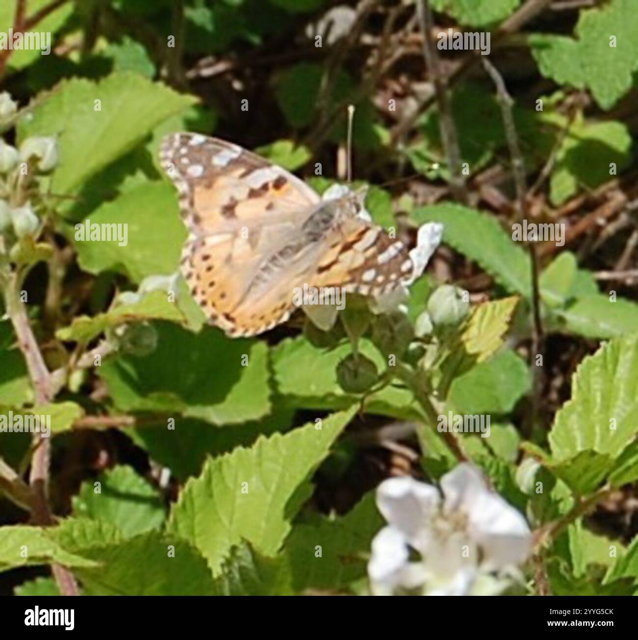 Painted Lady (Vanessa cardui Stock Photo - Alamy