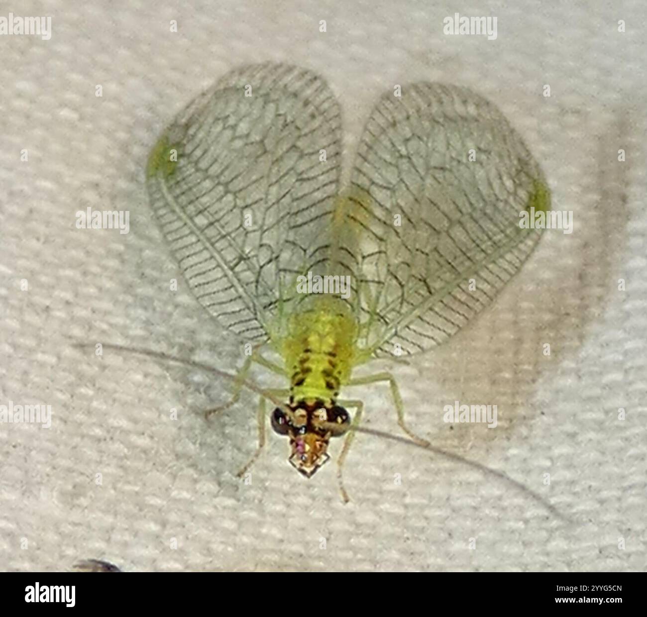 Golden-eyed lacewing (Chrysopa oculata Stock Photo - Alamy