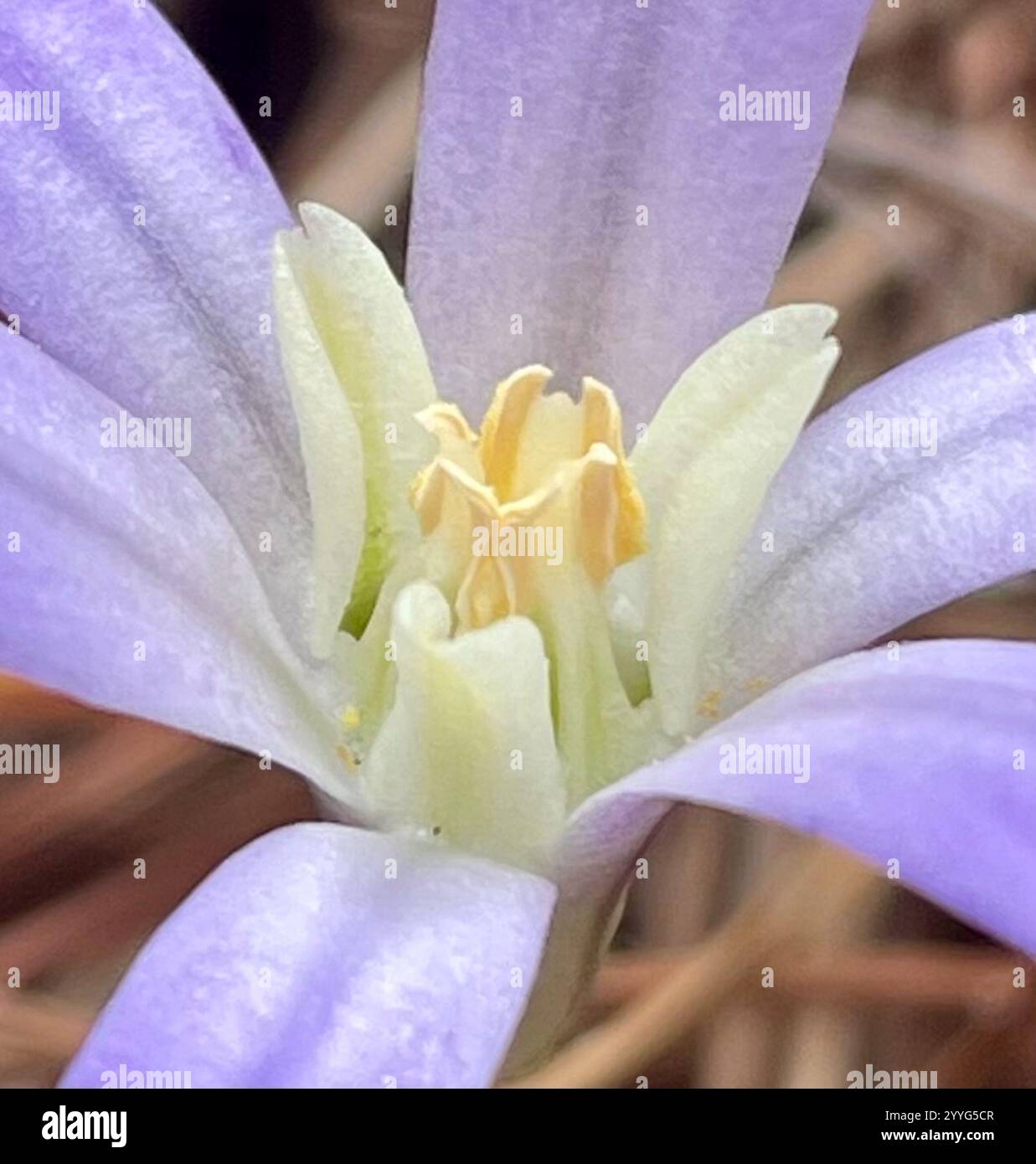 Dwarf Brodiaea (Brodiaea terrestris Stock Photo - Alamy