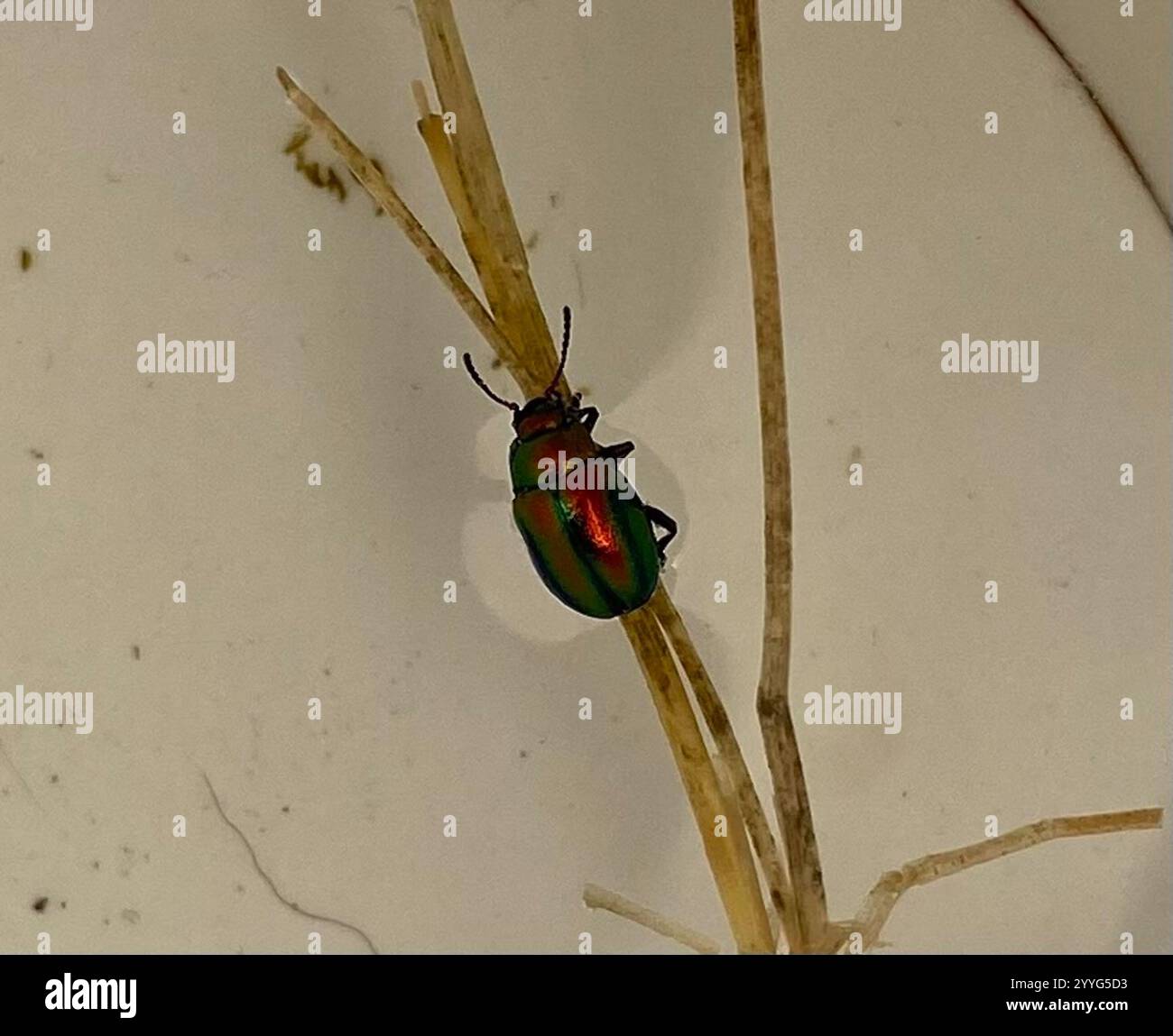 Dead-nettle Leaf Beetle (Fasta fastuosa Stock Photo - Alamy