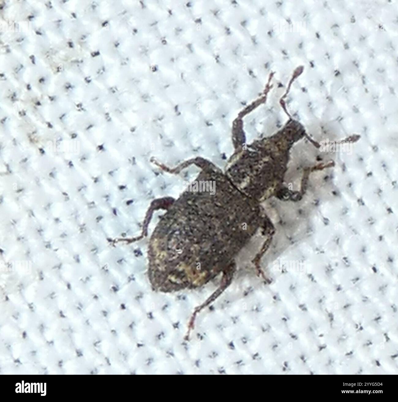 True Weevils (Curculionidae Stock Photo - Alamy