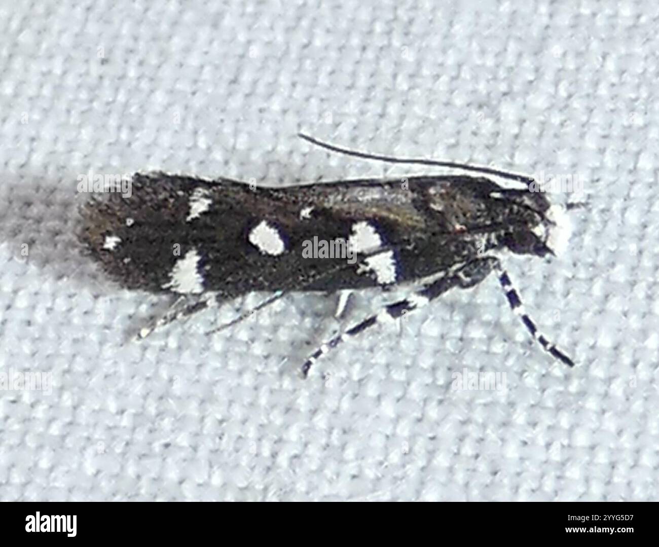 Aroga hi-res stock photography and images - Alamy