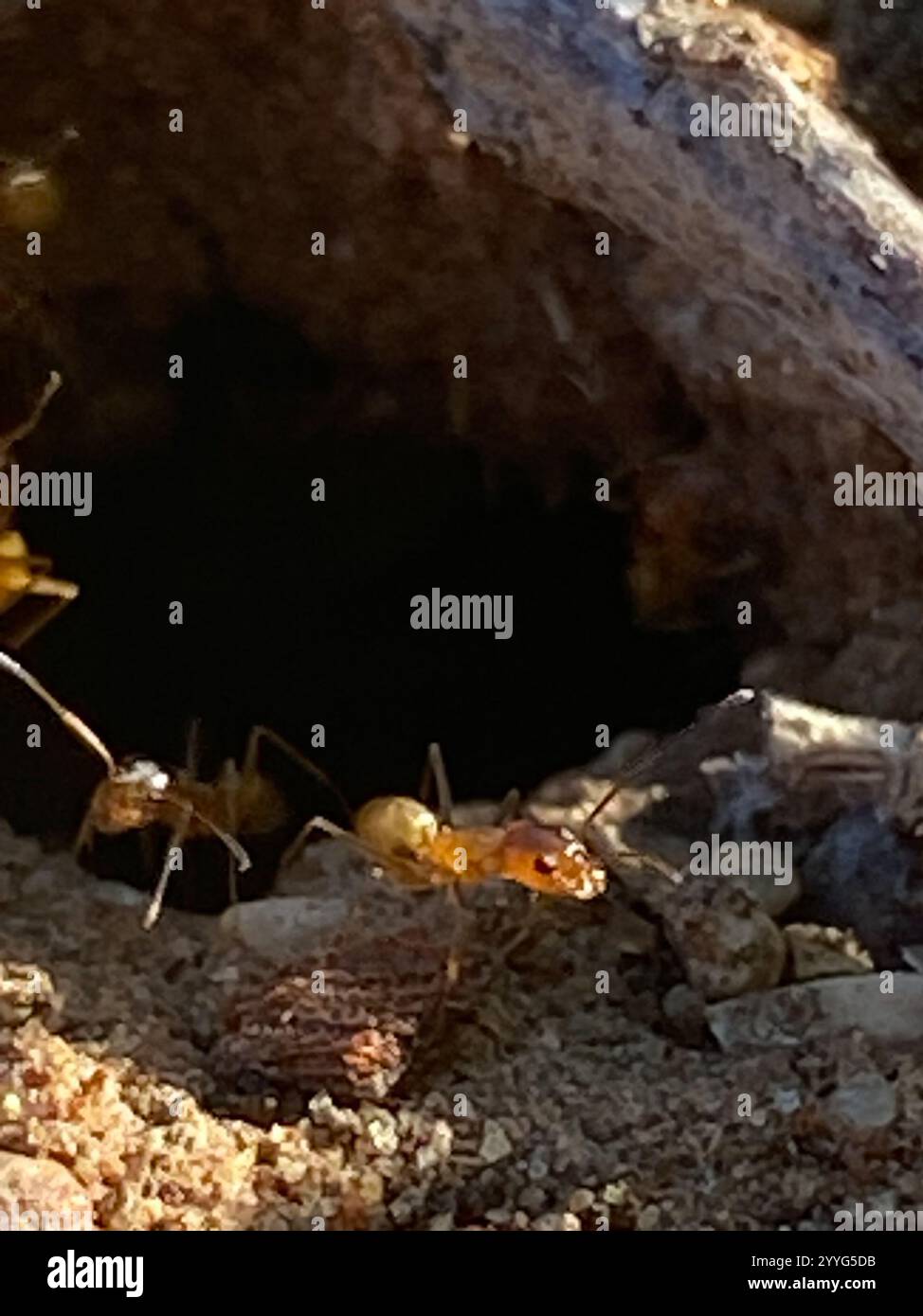 Yellow Pyramid Ant (Dorymyrmex flavus Stock Photo - Alamy